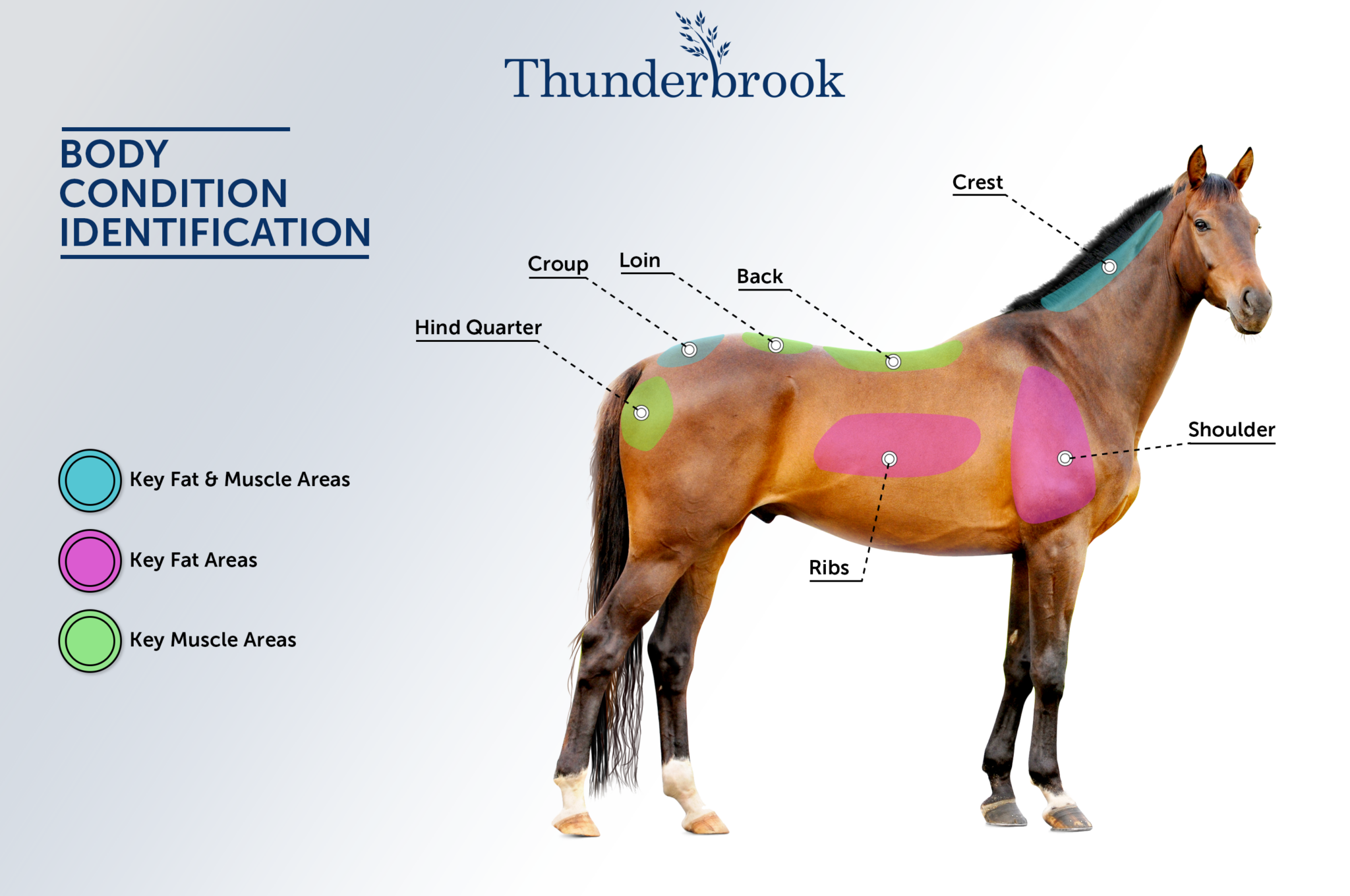Body condition score - Thunderbrook Equestrian