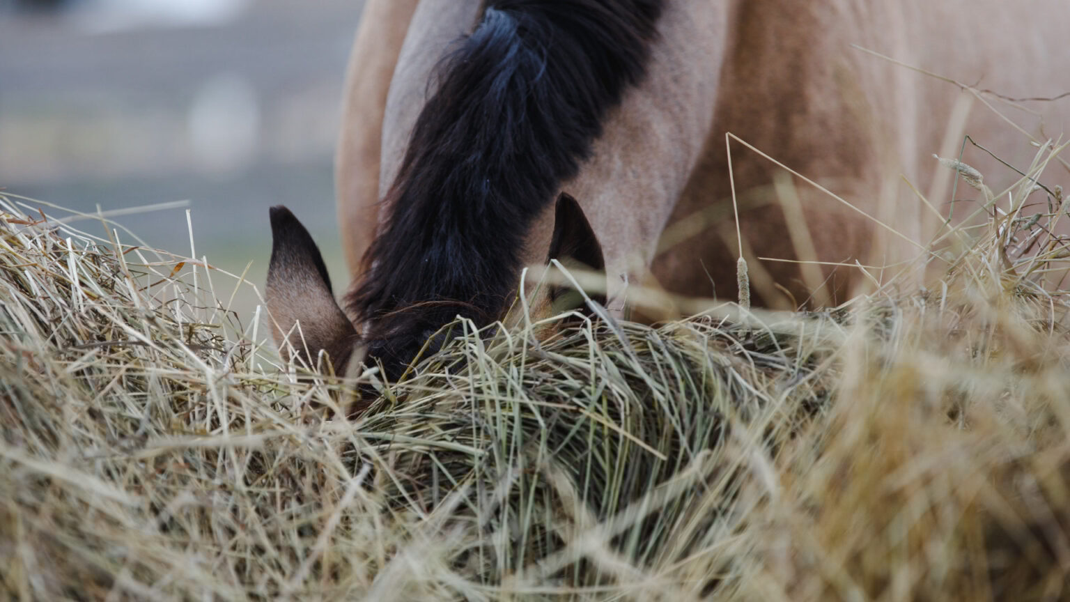 Learn more about natural forage for horses | Thunderbrook ...